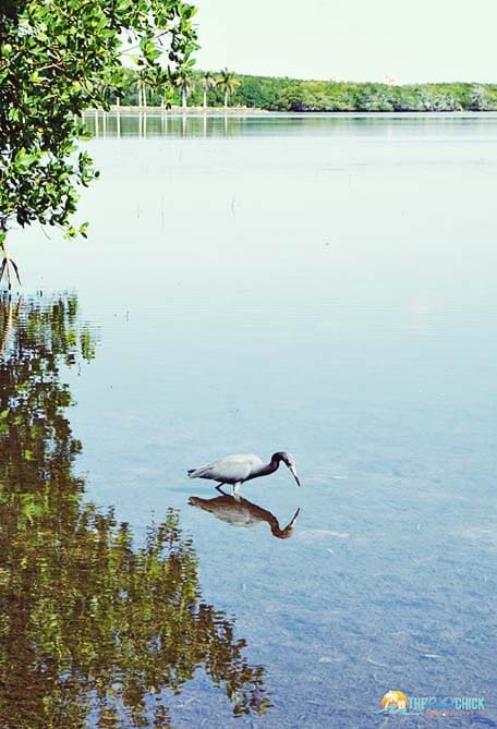 Things to Do in Miami Before and After You Cruise