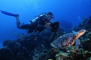 Top 10 Places in the Eastern Caribbean to Snorkel and Dive | Carnival