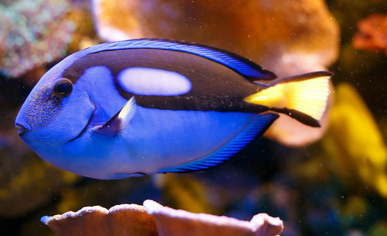 Half Moon Cay Creatures