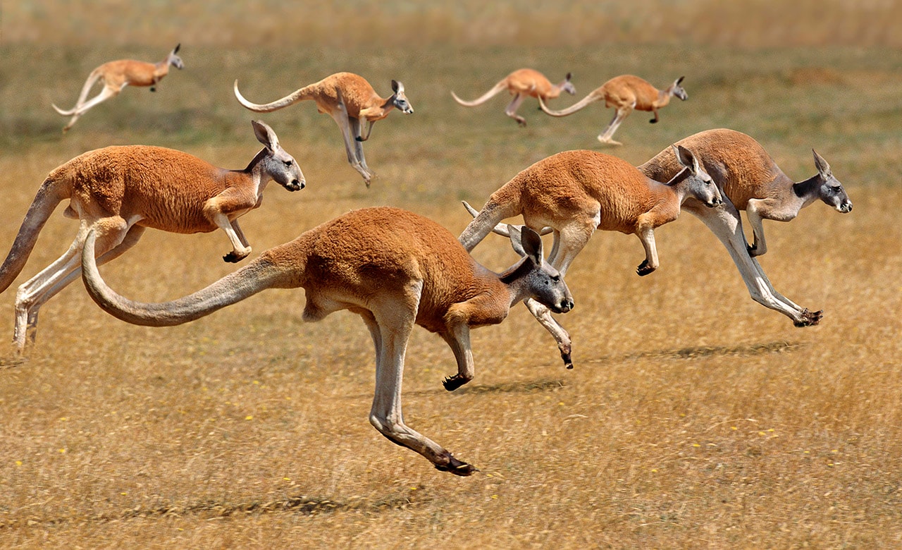 The 6 wildest animals you need to see when you visit Australia