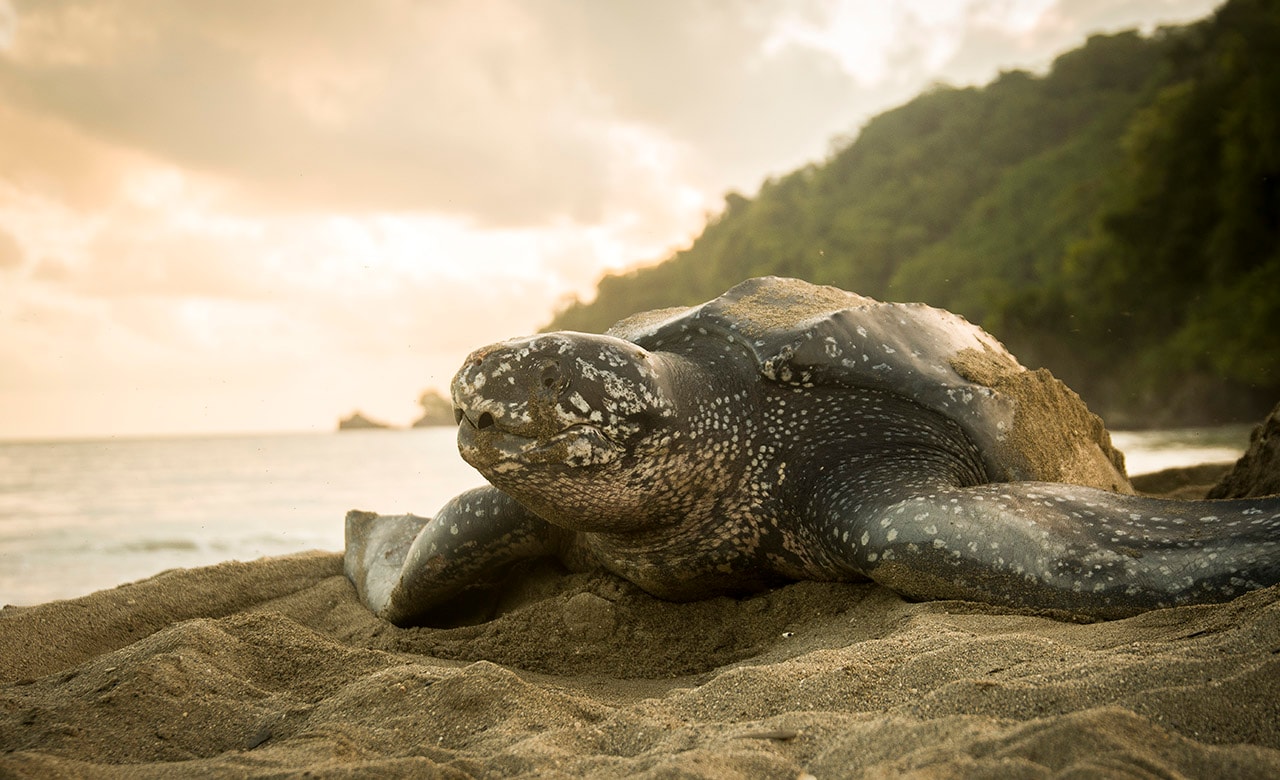 Incredible Underwater Animals