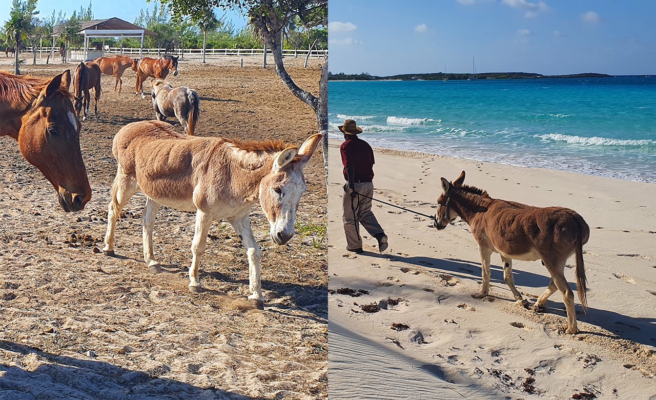 Half Moon Cay Creatures