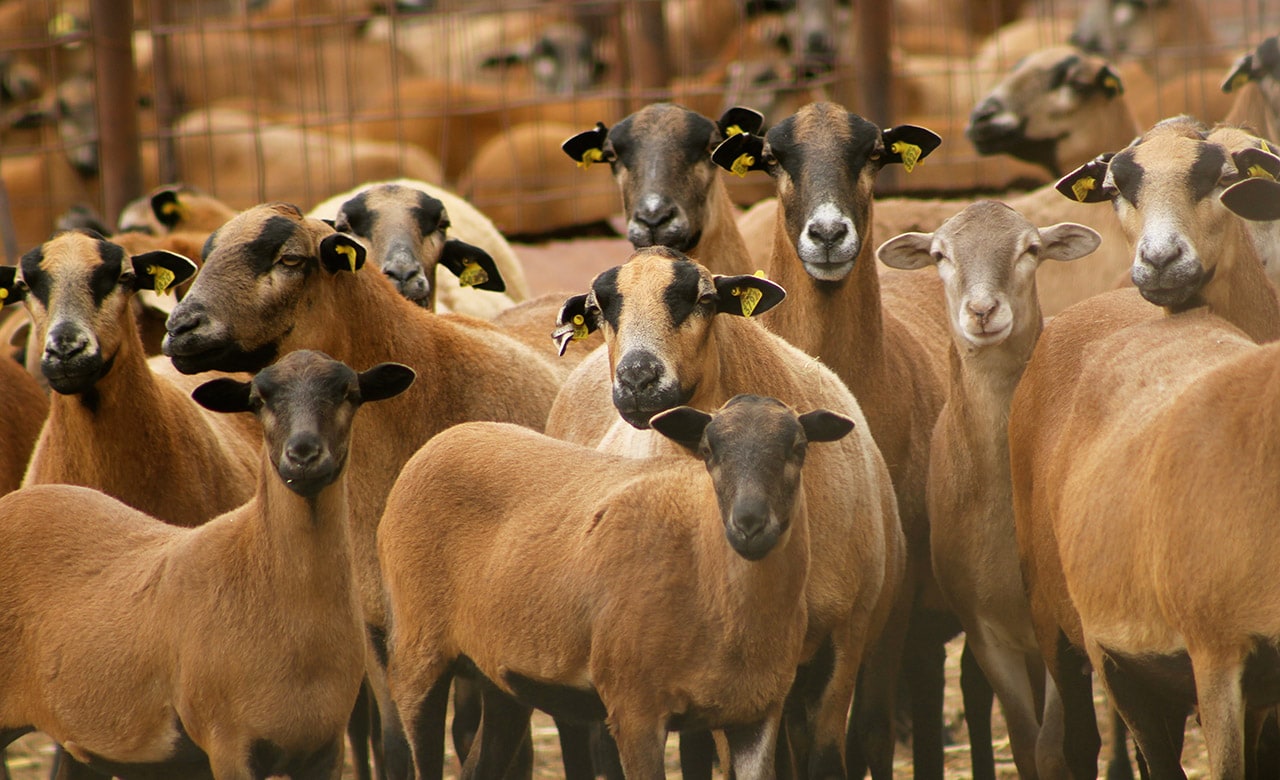 Creatures of Caribbean Folklore