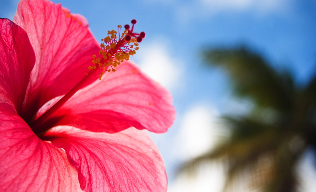 Beautiful Caribbean Flowers To Look For On Your Next Trip